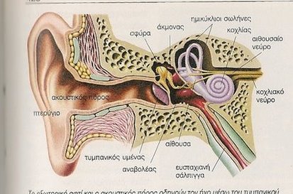 Μοντέλο Αυτιού 3x | Ο δρόμος για την επιστήμη
